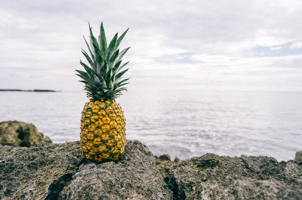L’Ananassier – Ananas comosus : Propriétés, Fruits et Conditions ...