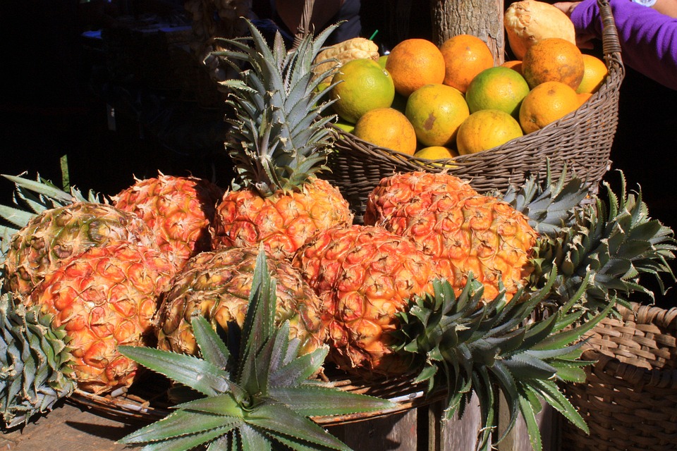 L’Ananassier – Ananas comosus : Propriétés, Fruits et Conditions ...