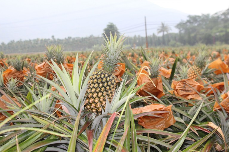 L’Ananassier – Ananas comosus : Propriétés, Fruits et Conditions ...